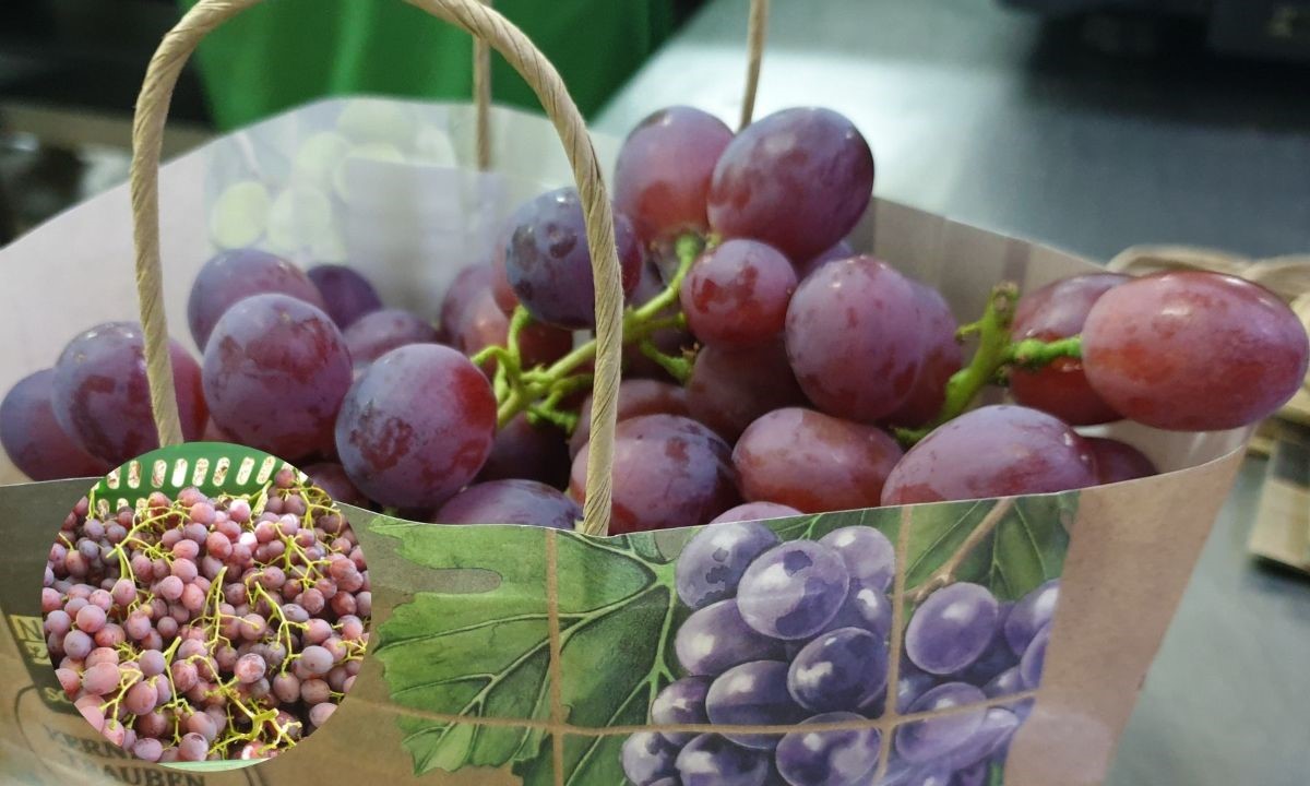 #320: As early as ARRA | Grapa Varieties Ltd.