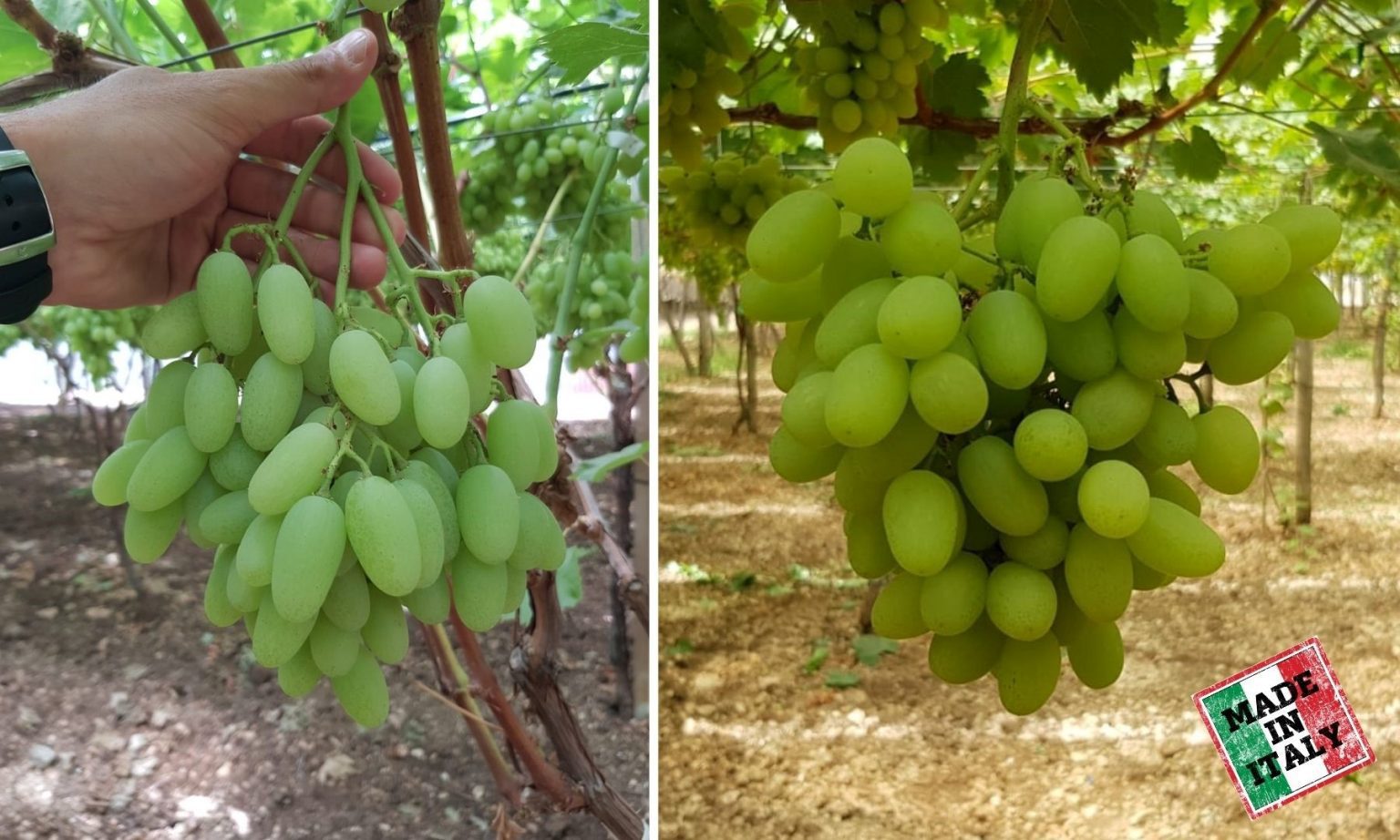 #323: Life should taste as good as ARRA Sugar Drop | Grapa Varieties Ltd.