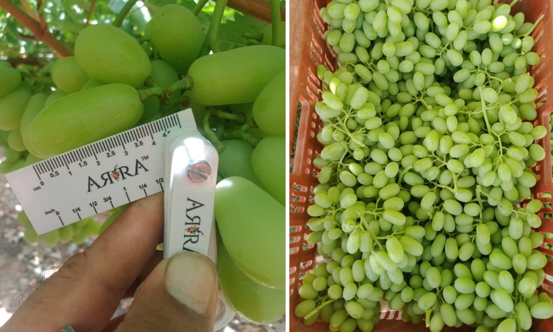 #321: It's Time for ARRA Field Days | Grapa Varieties Ltd.