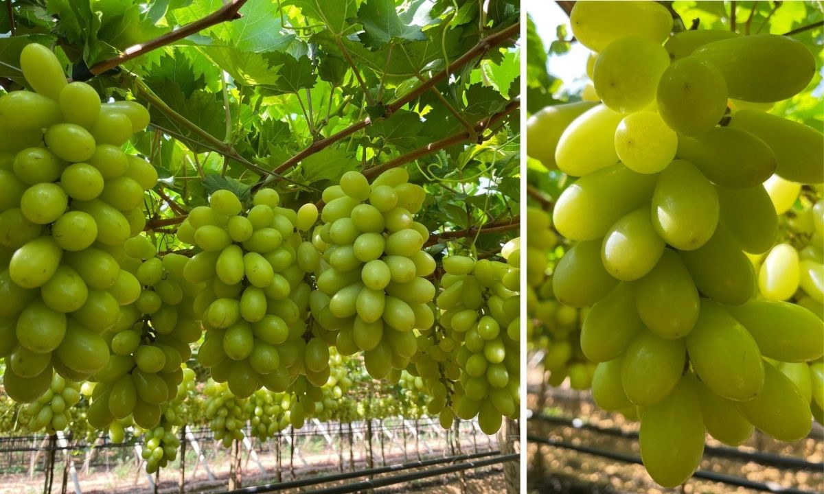 #329: ARRA Oktoberfest | Grapa Varieties Ltd.