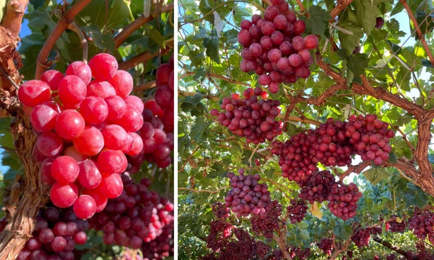 #333: A sweet taste of Africa | Grapa Varieties Ltd.