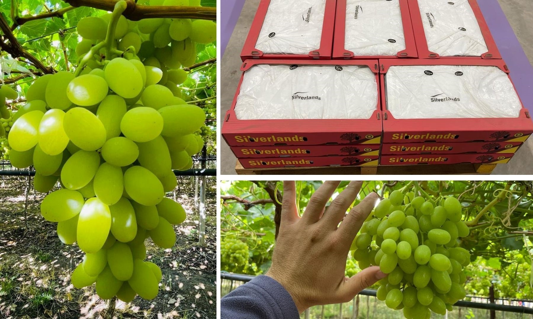 #333: A sweet taste of Africa | Grapa Varieties Ltd.