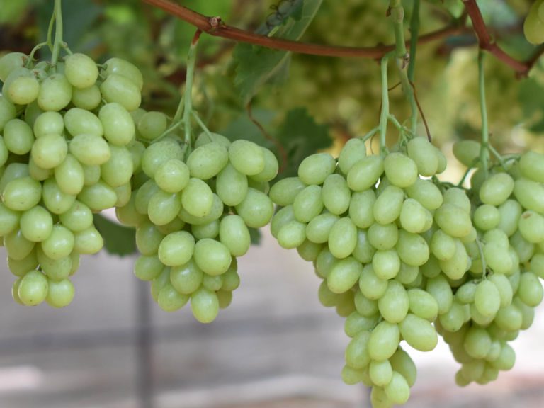 White Grapes | Table Grapes | Grapa Varieties Ltd.