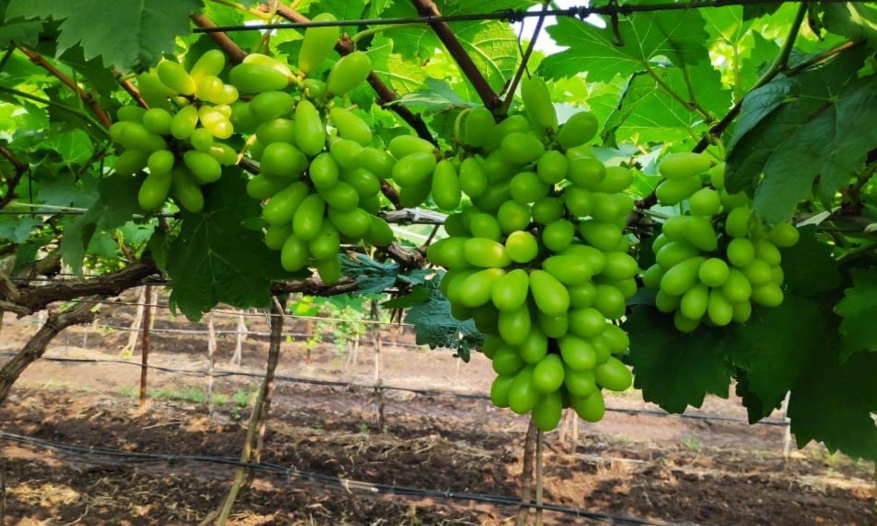 #335 Cheers to another grape year | Grapa Varieties Ltd.