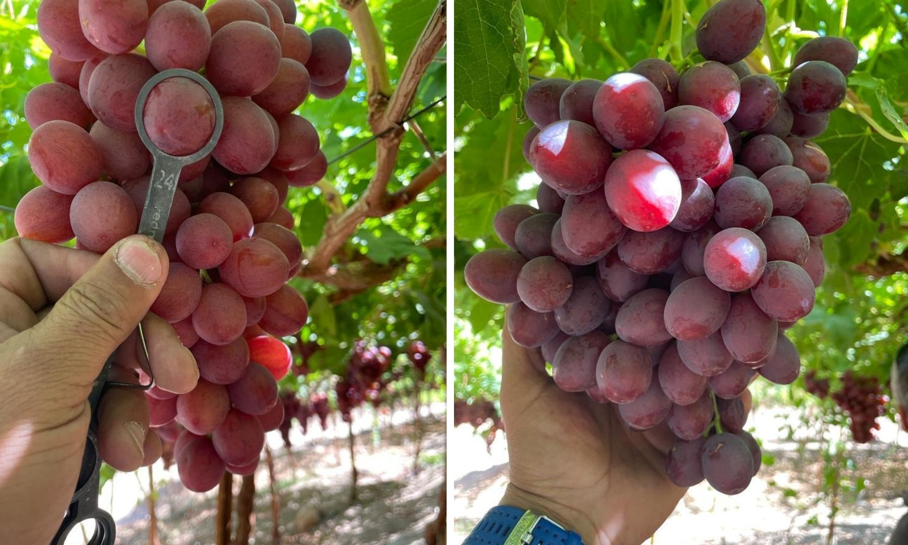 #335 Cheers to another grape year | Grapa Varieties Ltd.