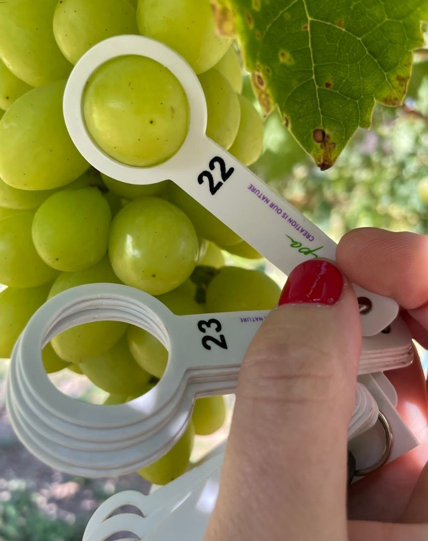 ARRA 15 | #251 Newsletter | Grapa Varieties Ltd.