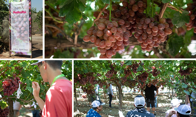 #349: Back together between the ARRA rows | Grapa Varieties Ltd.