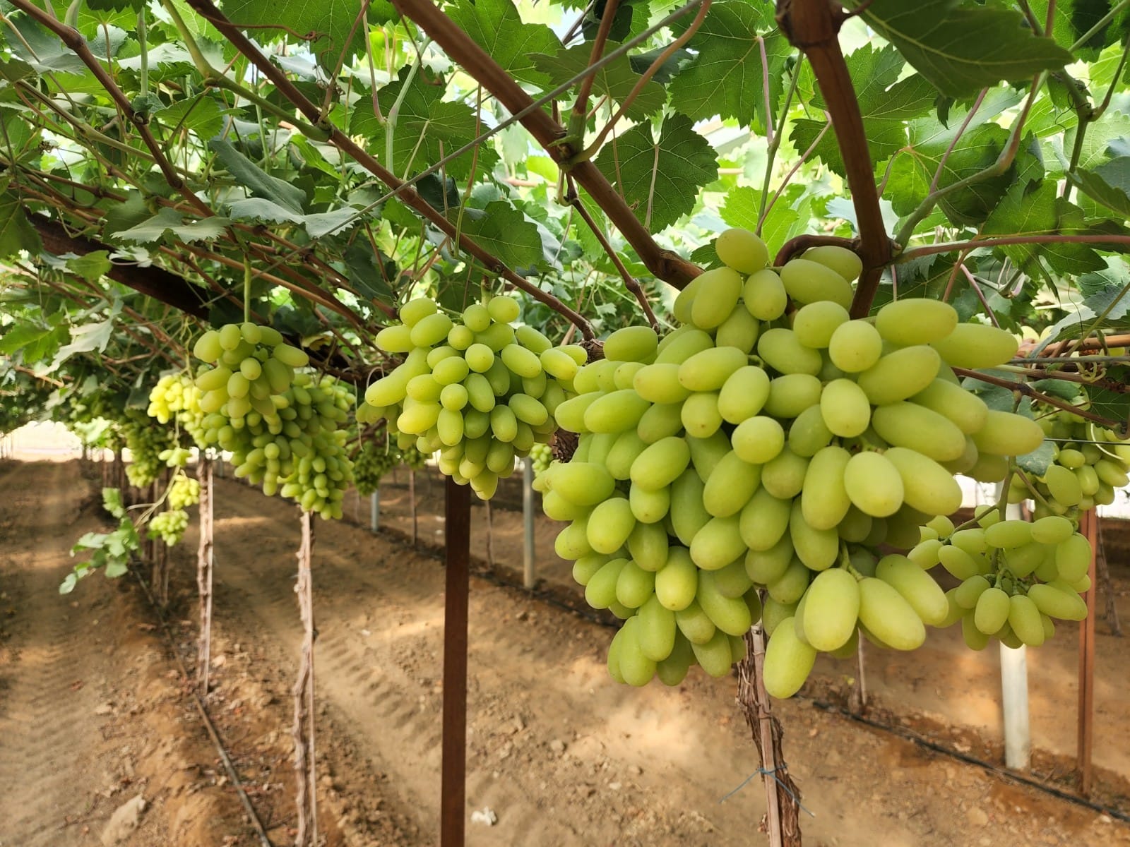 ARRA 15 | #251 Newsletter | Grapa Varieties Ltd.