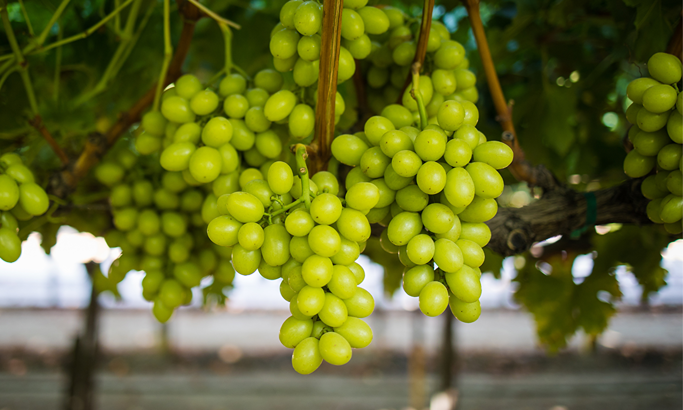 #352: The ARRA Field Days Effect | Grapa Global