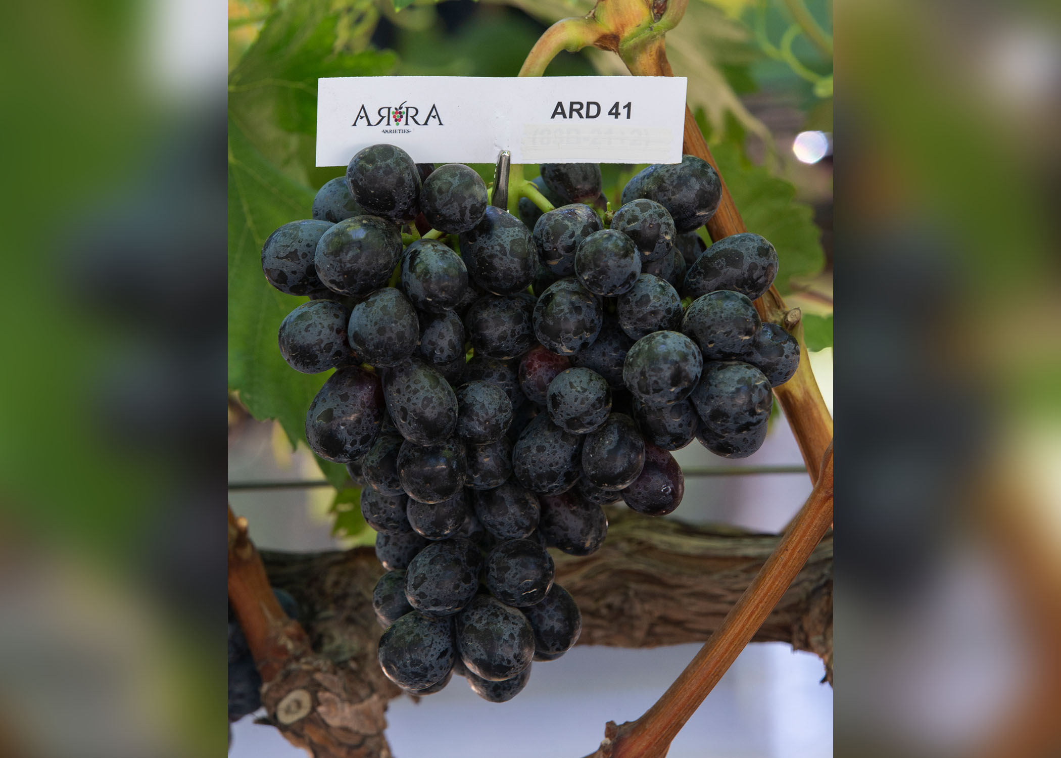 Black Varieties | Grapa Varieties Ltd.