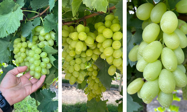 Australia | ARRA Varieties Shining Through | Grapa Varieties Ltd.