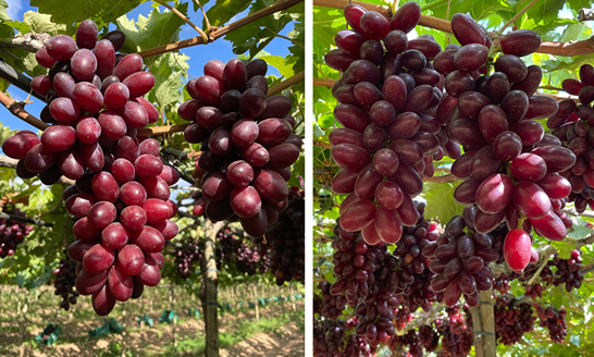 #356: ARRA Varieties Brazil, 10 years in our | Grapa Varieties Ltd.