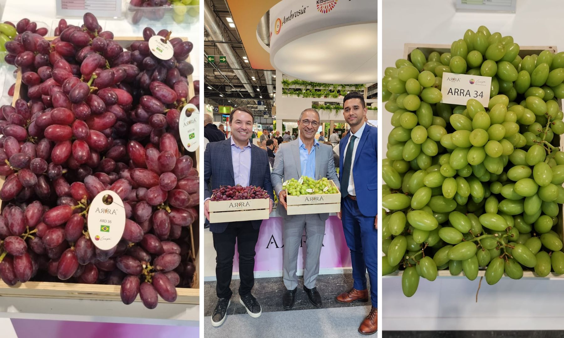 #355: ARRA™ Varieties on stage | Grapa Global