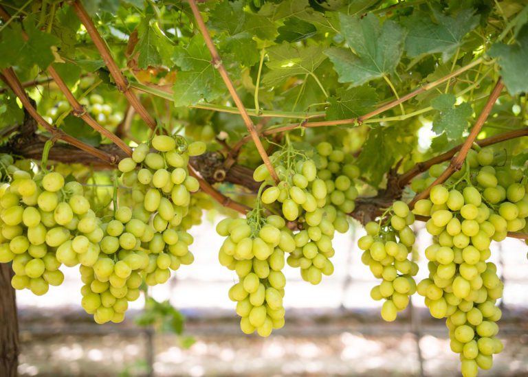 White Grapes | Table Grapes | Grapa Varieties Ltd.