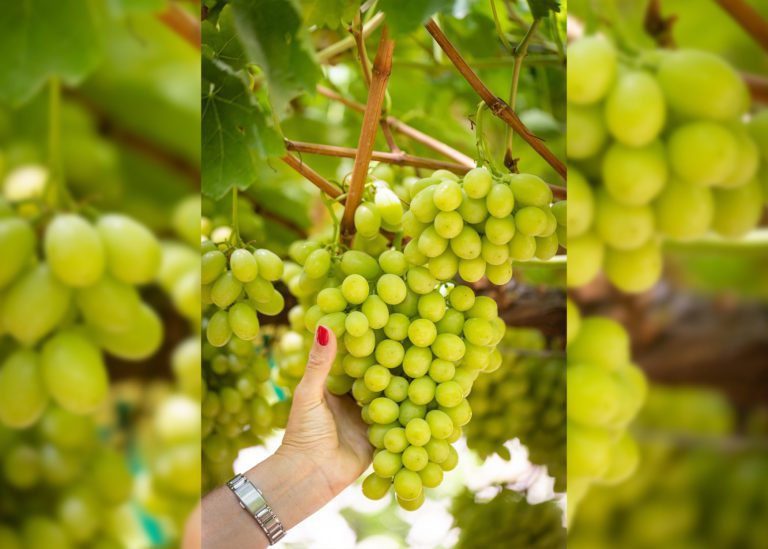 White Grapes | Table Grapes | Grapa Varieties Ltd.