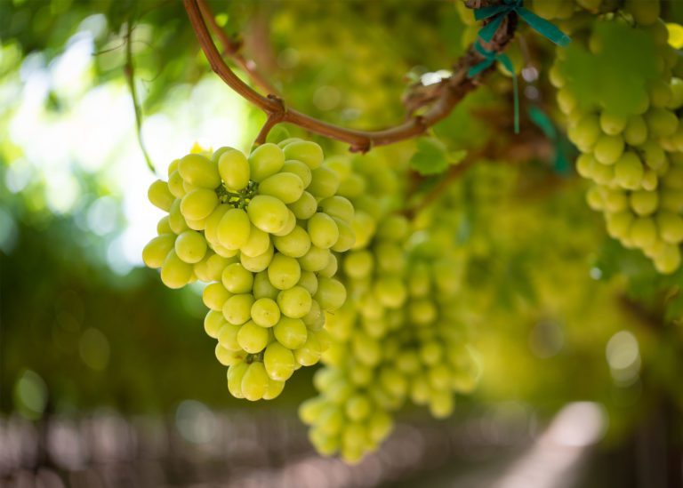 White Grapes | Table Grapes | Grapa Varieties Ltd.