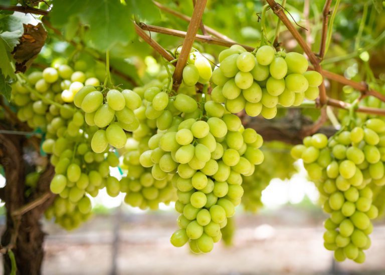 White Grapes | Table Grapes | Grapa Varieties Ltd.