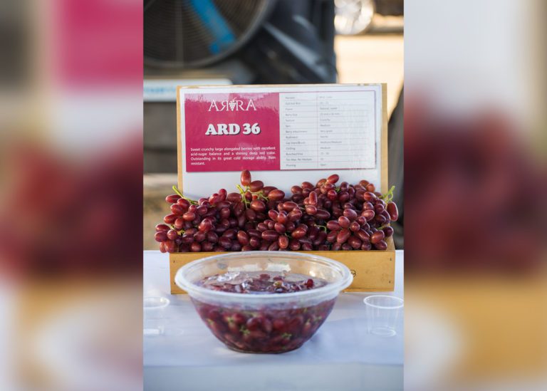 Red Grapes | Table Grape Varieties | Grapa Varieties Ltd.