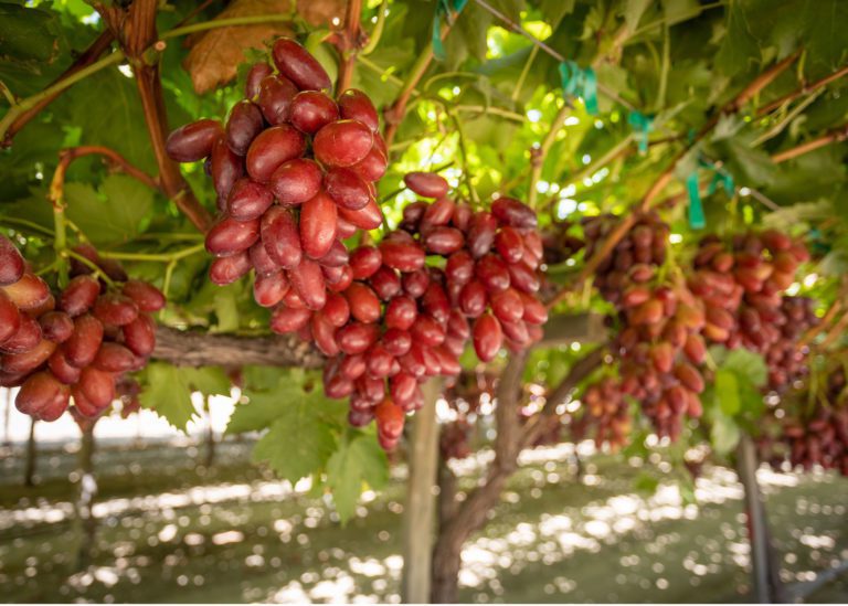 Red Grapes | Table Grape Varieties | Grapa Varieties Ltd.
