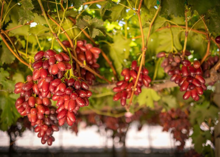 Red Grapes | Table Grape Varieties | Grapa Varieties Ltd.