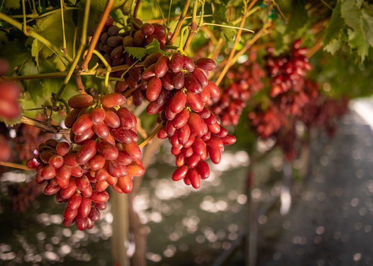 Red Grapes | Table Grape Varieties | Grapa Varieties Ltd.