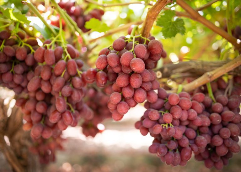 Red Grapes | Table Grape Varieties | Grapa Varieties Ltd.