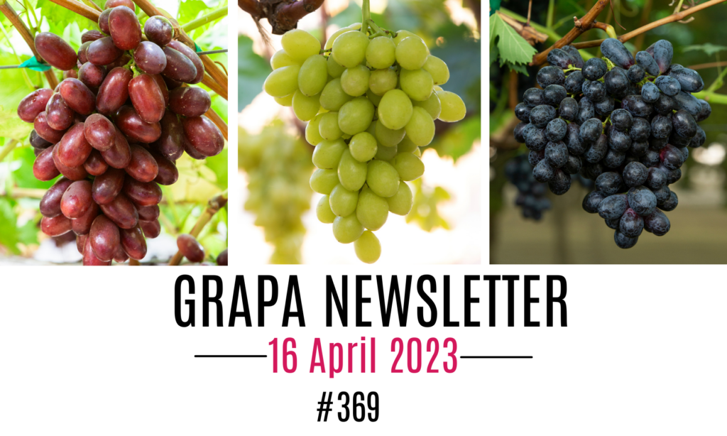 #369: The ARRA™ Red Factor Continues | Grapa Varieties Ltd.