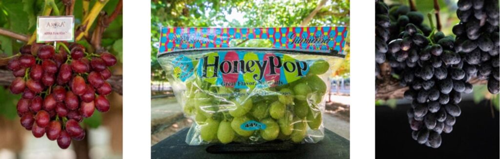 “We will soon reveal new mass-production flavoured table grape ...