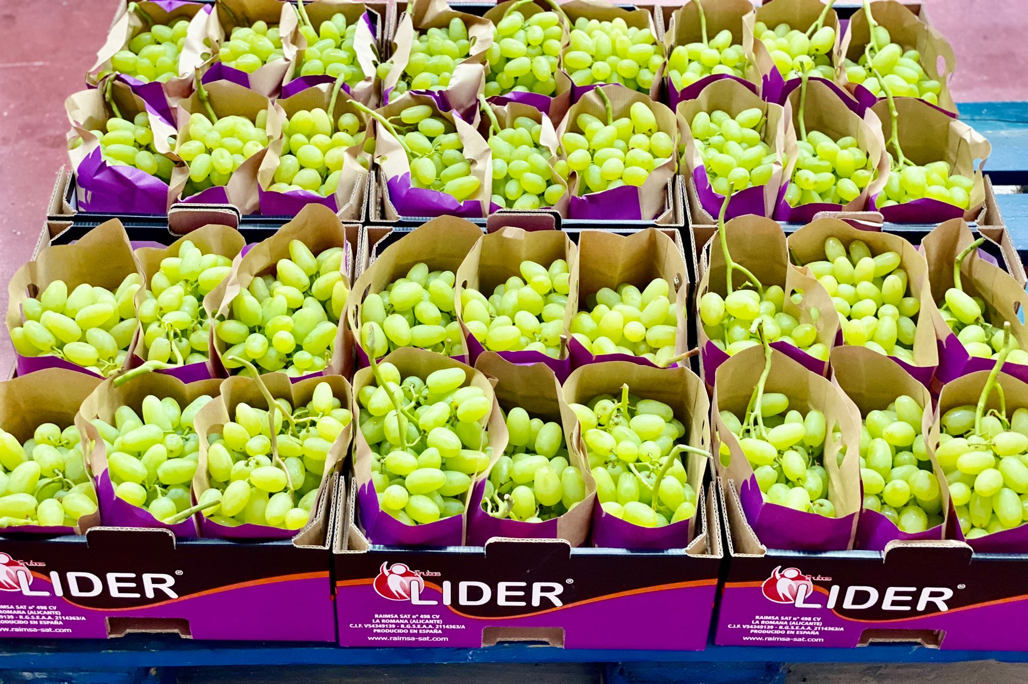 Spain: The success of the ARRA varieties at Raimsa Grapes | Grapa Global