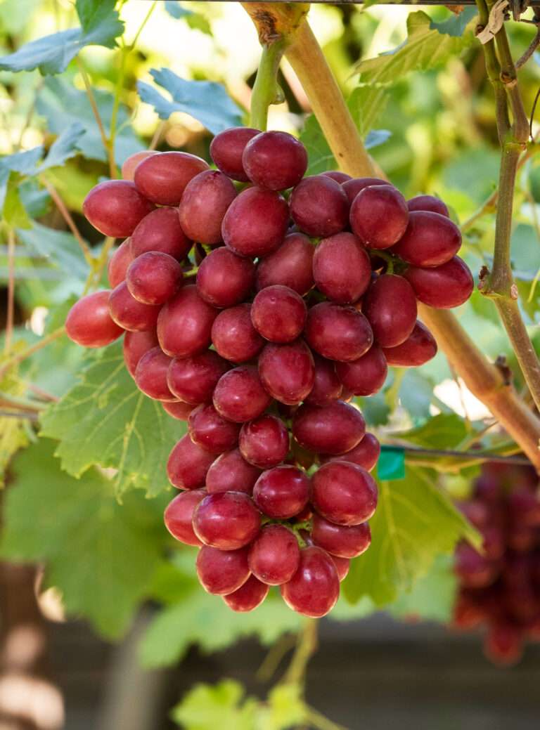 Grapa Varieties Catalogue | Seedless Table Grapes