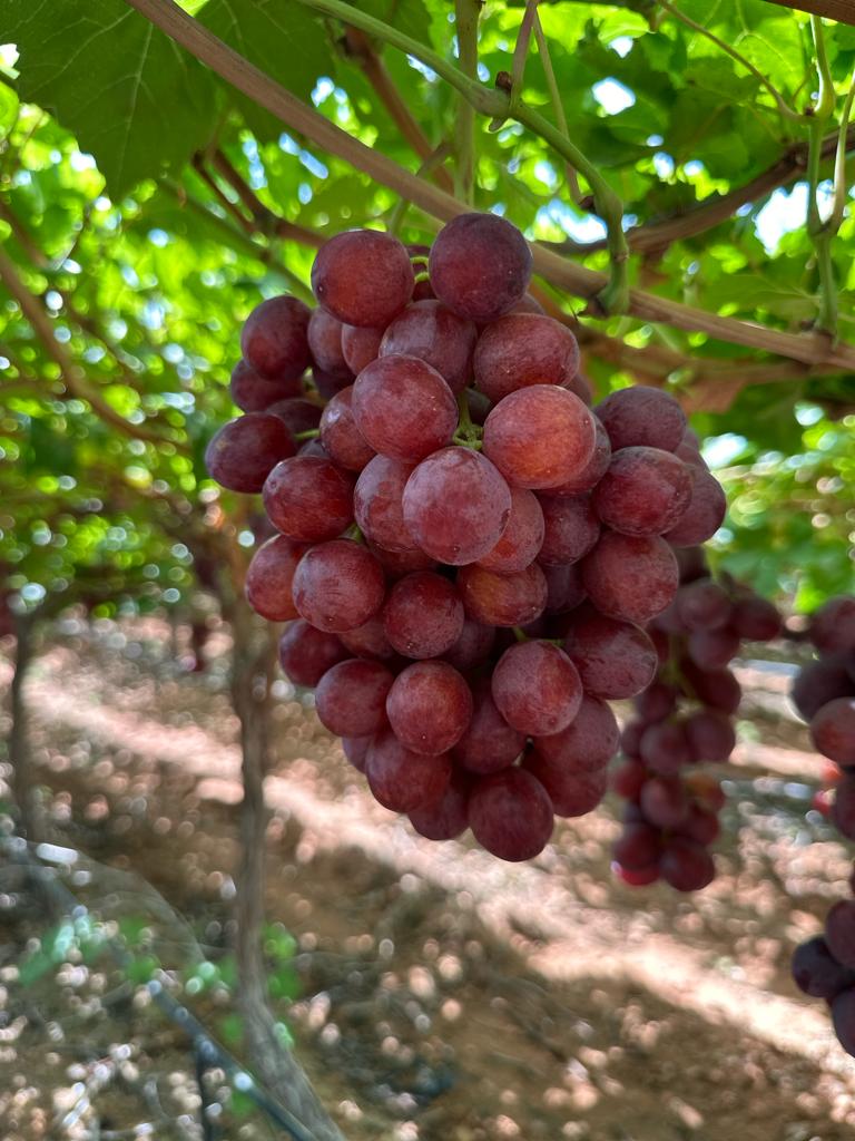 "South African grapes arrive on a positive market" | Grapa Varieties Ltd.
