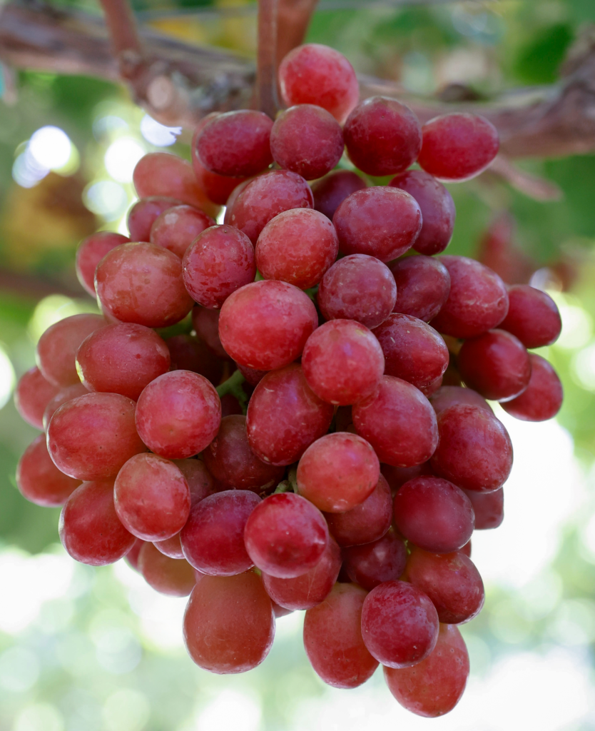 ARRA Variety Catalogue | Seedless Table Grapes