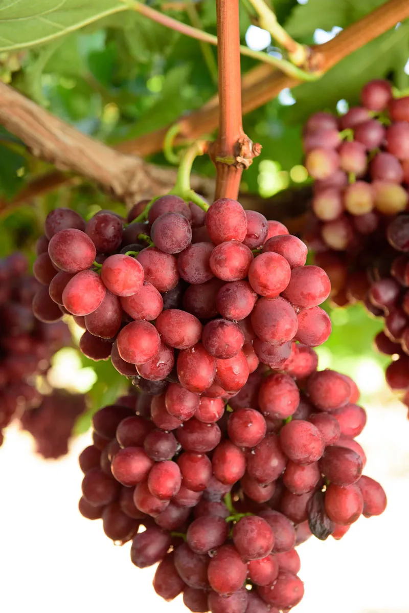 ARRA CATALOGUE | Grapa Varieties Ltd.