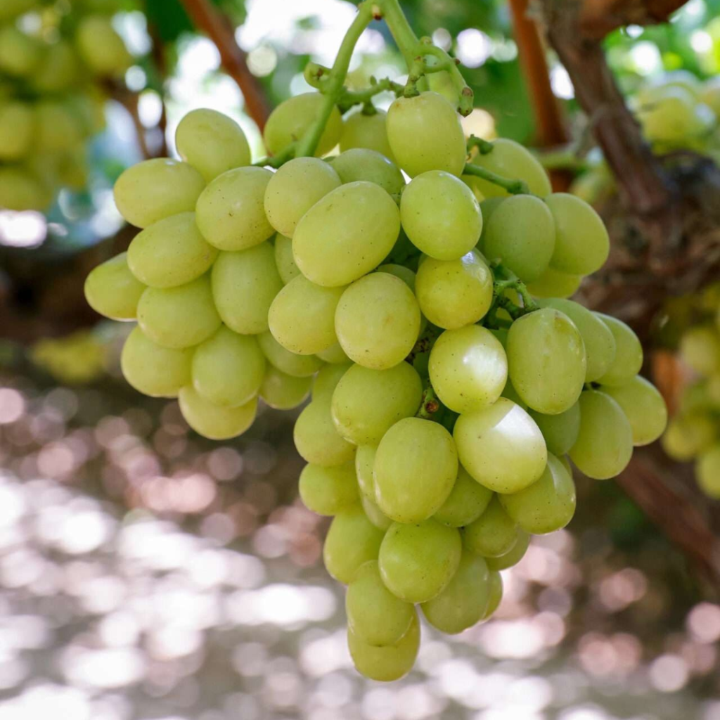 Grapa Varieties Catalogue | Seedless Table Grapes