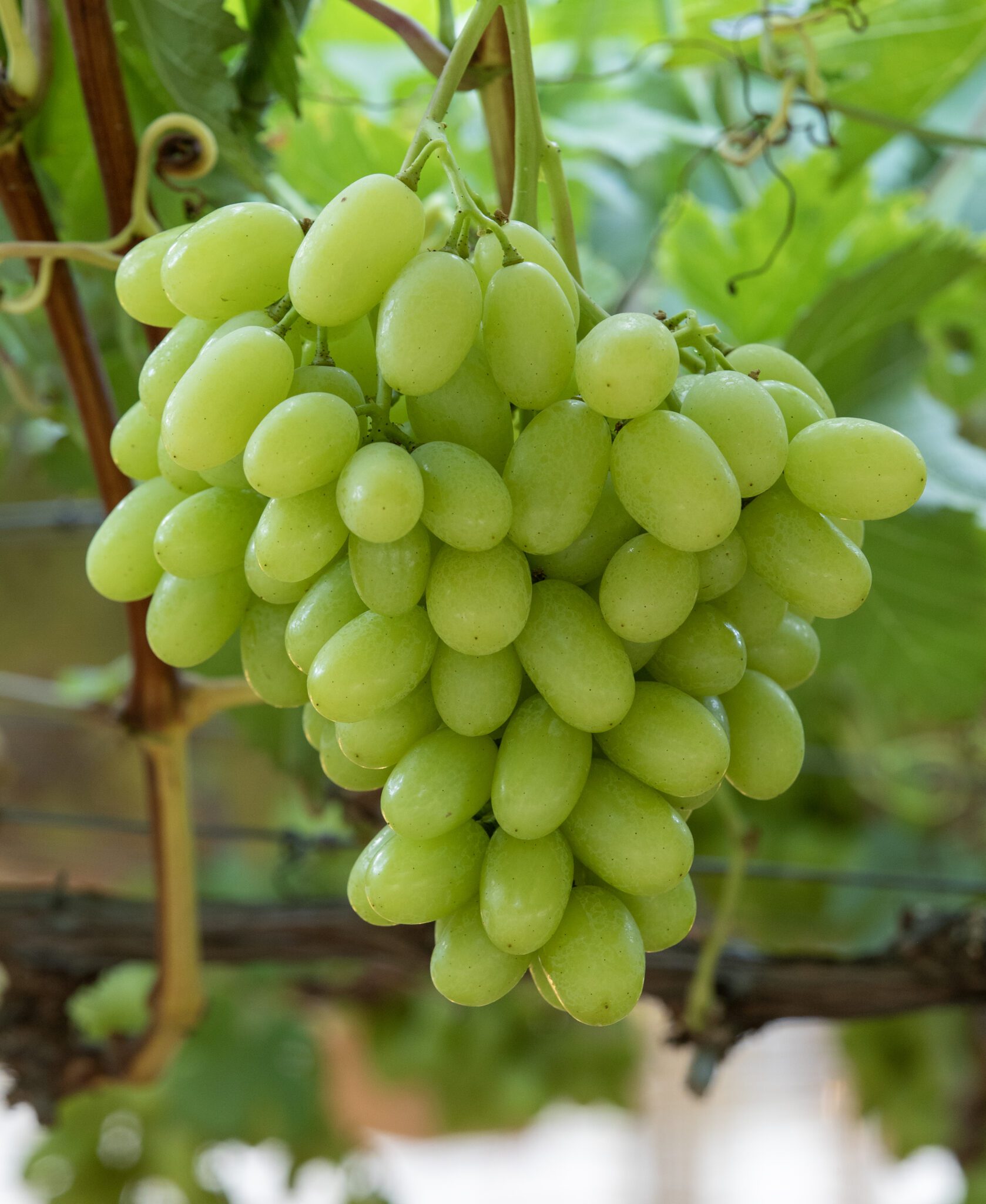 Grapa Varieties Catalogue | Seedless Table Grapes