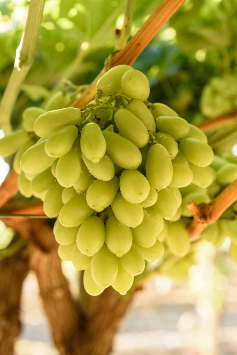 ARRA Variety Catalogue | Seedless Table Grapes