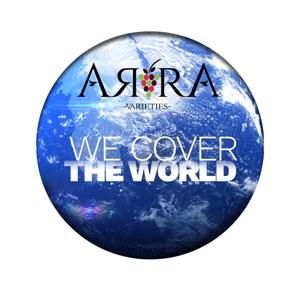 The Best ARRA Shows of 2023 | Grapa Global