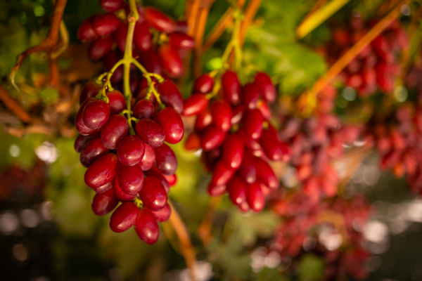 "Giumarra Vineyards Provides Increased Opportunities With ARRA Cherry ...