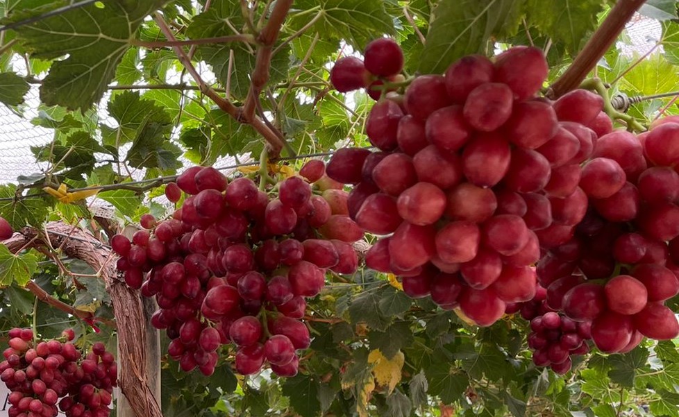 ARRA Fire Crunch™ | Grapa Varieties Ltd.