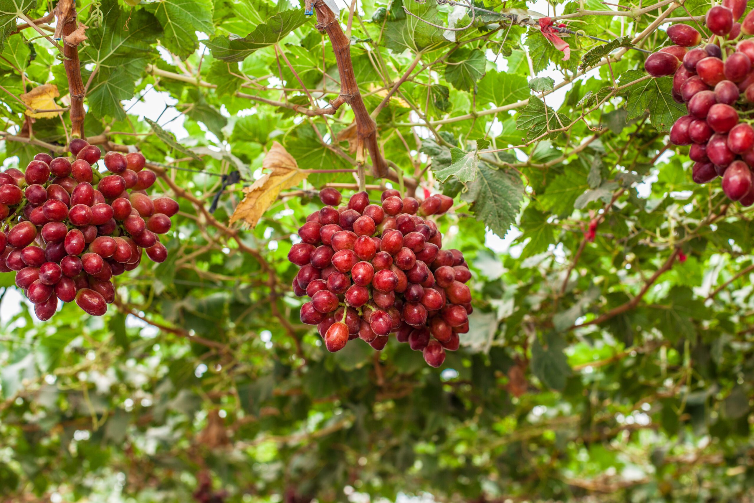 ARRA Fire Crunch™ | Grapa Varieties Ltd.