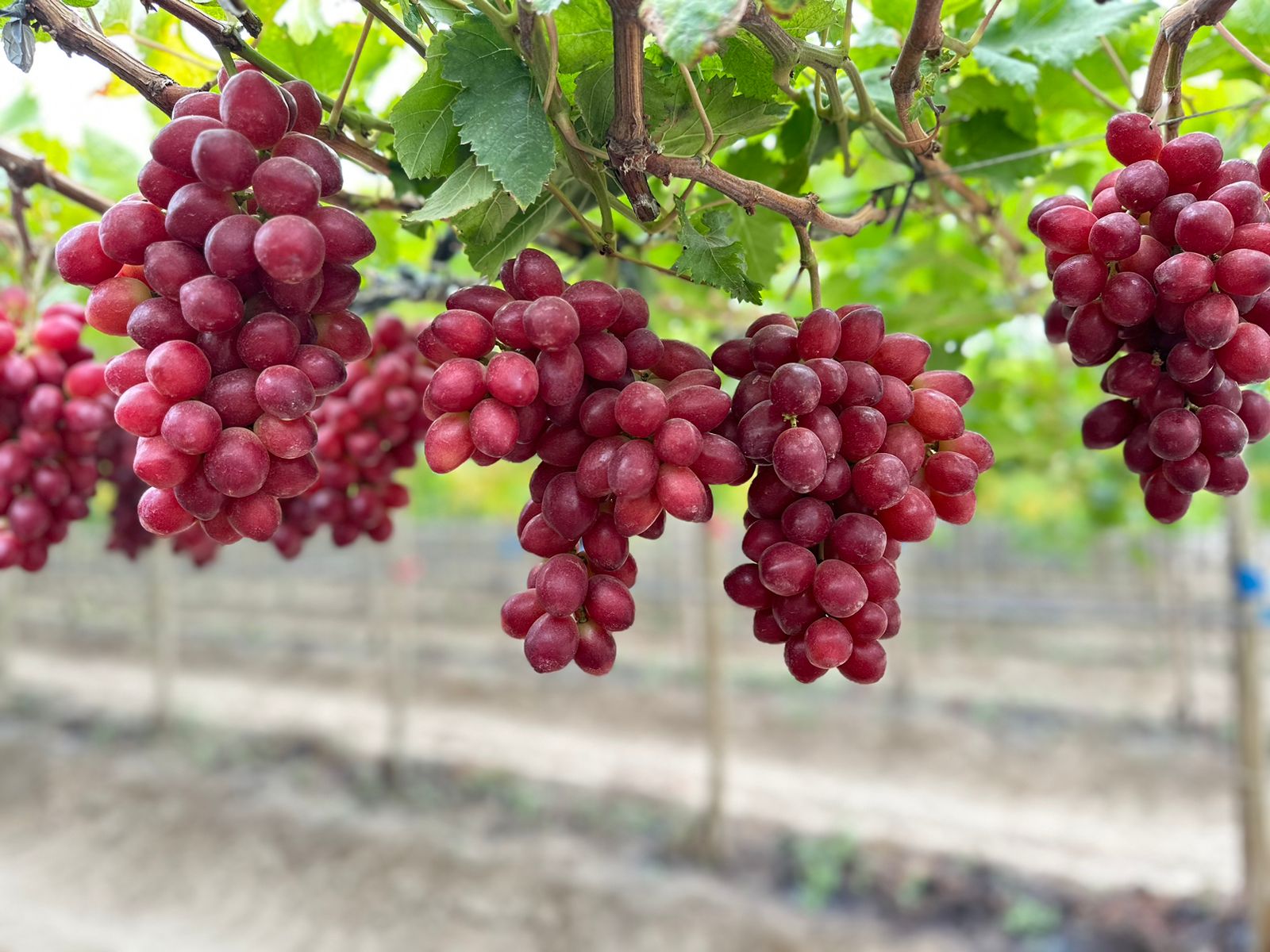 ARRA Fire Crunch™ | Grapa Varieties Ltd.