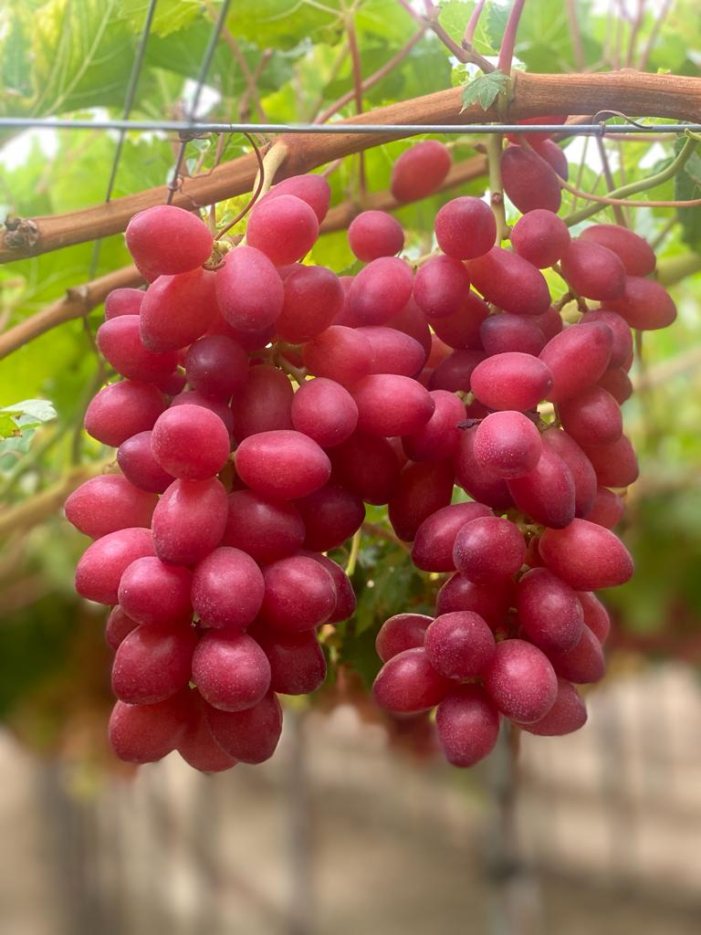 ARRA Fire Crunch™ | Grapa Varieties Ltd.