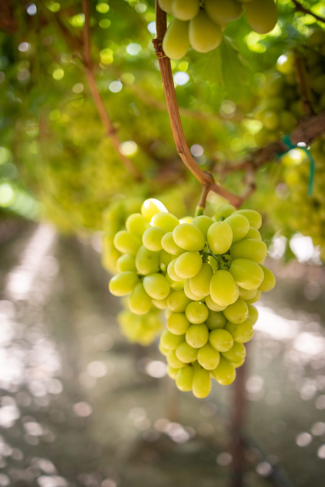 Grapa Varieties Catalogue | Seedless Table Grapes