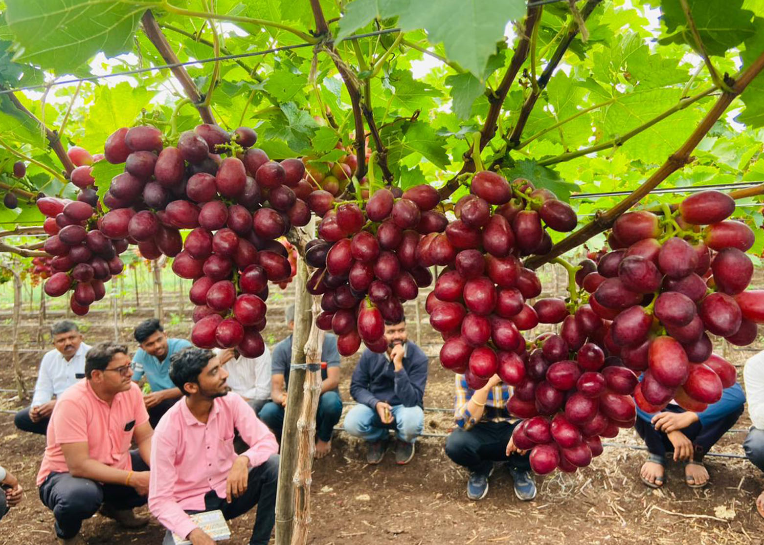 ARRA Varieties Thrive in India: A Journey with Sahyadri Farms | Grapa ...