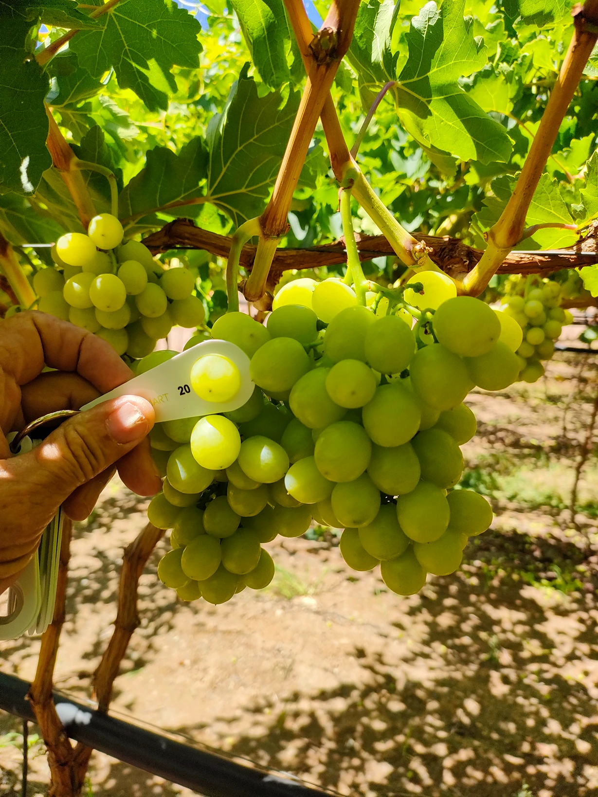 ARRA Honey Pop™ | Grapa Varieties Ltd.