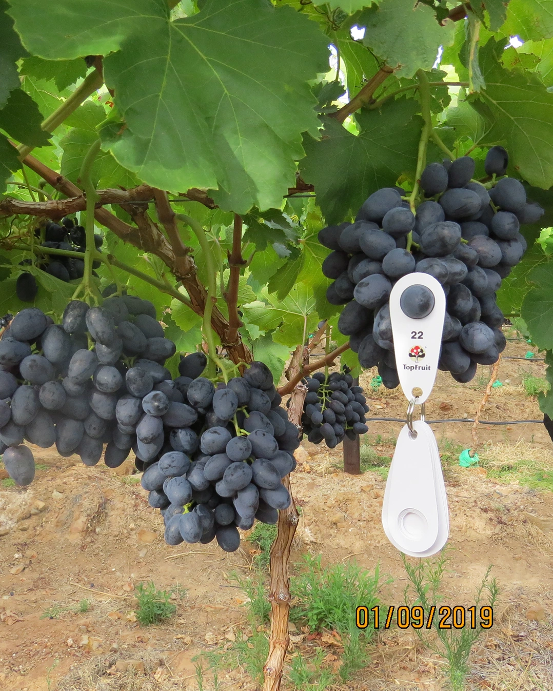 ARRA Mystic Bloom™ | Grapa Varieties Ltd.