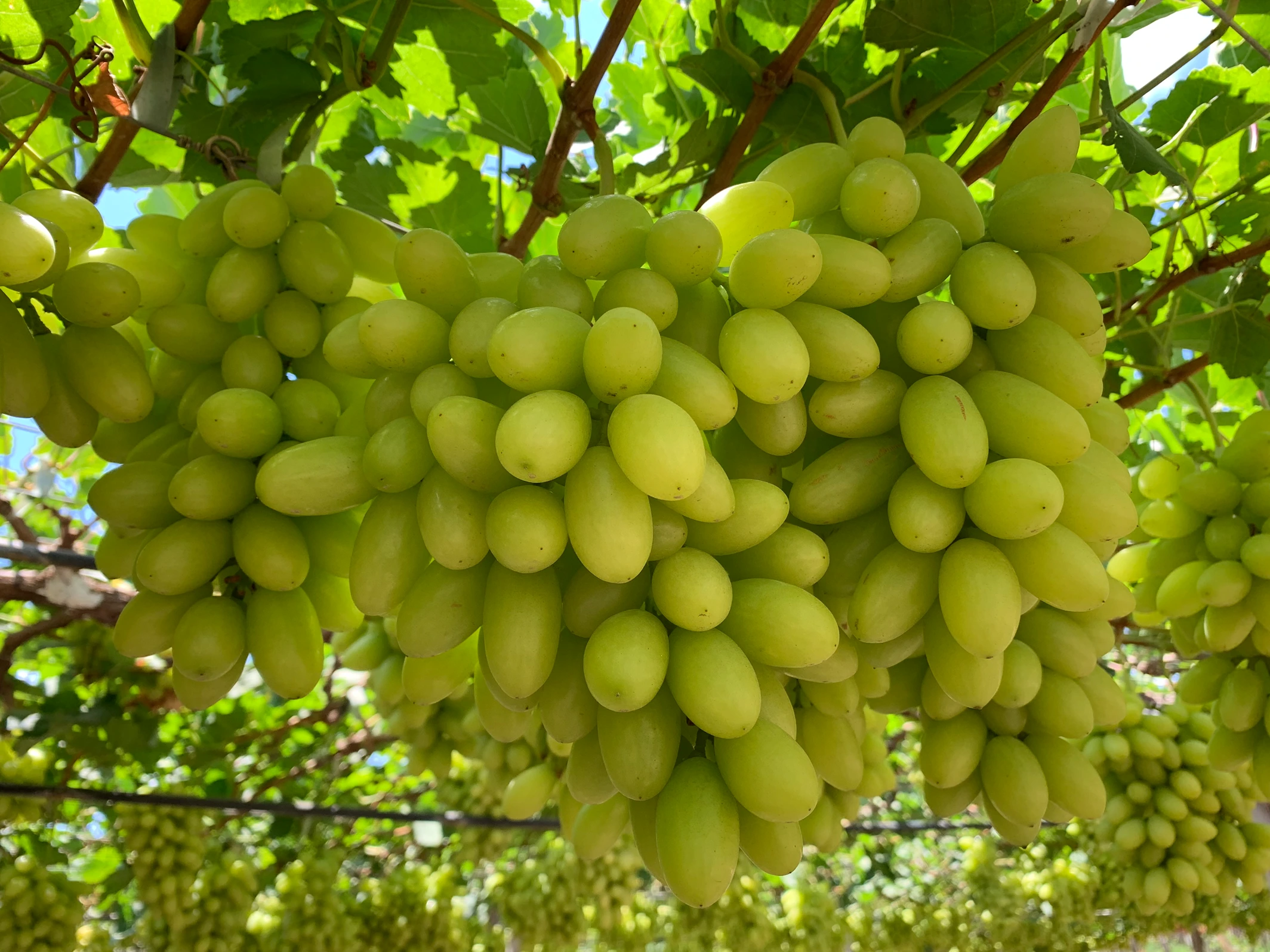 Variedades Blancas | Grapa Varieties Ltd.