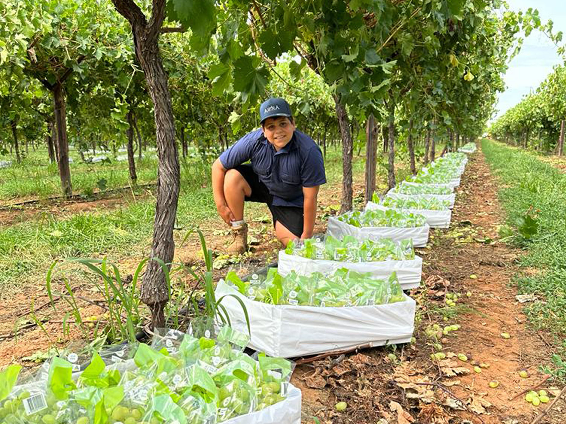 First ARRA Honey Pop Field Day in Australia | Grapa Varieties Ltd.