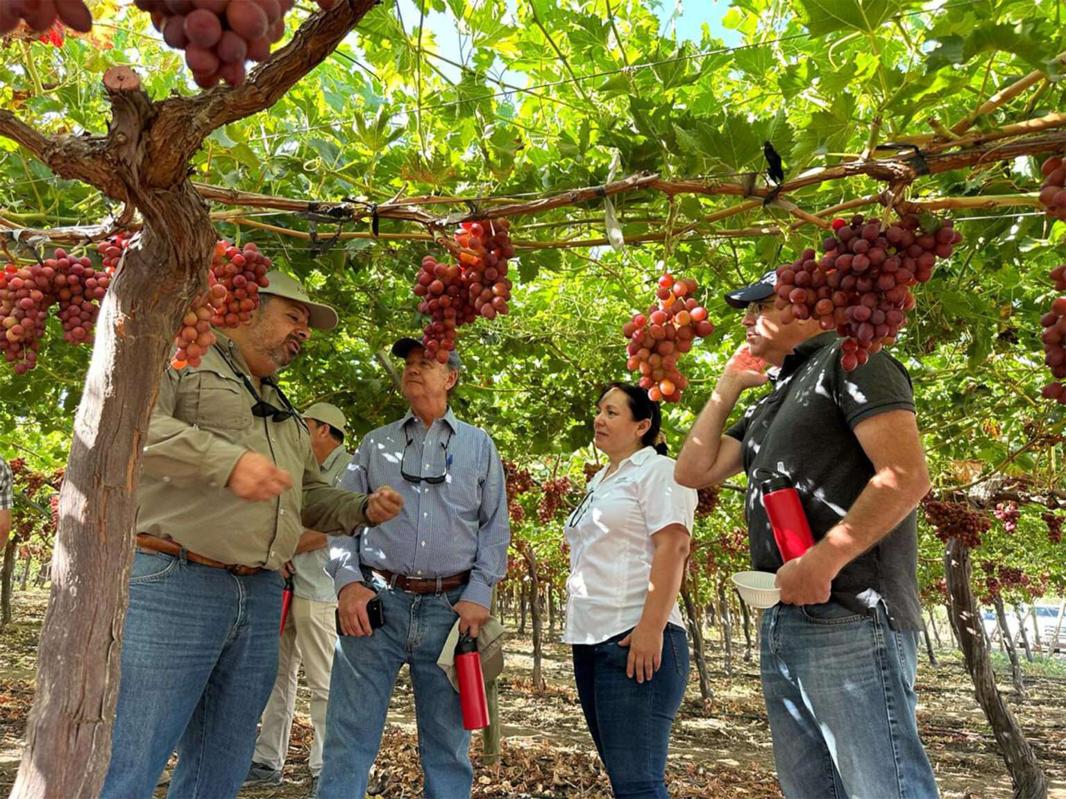 News | Grapa Varieties Ltd.