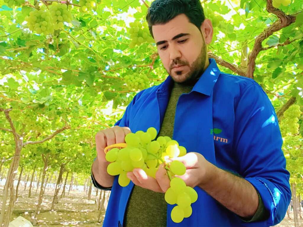 Creation is our Nature - It's Breeding Time | Grapa Varieties Ltd.